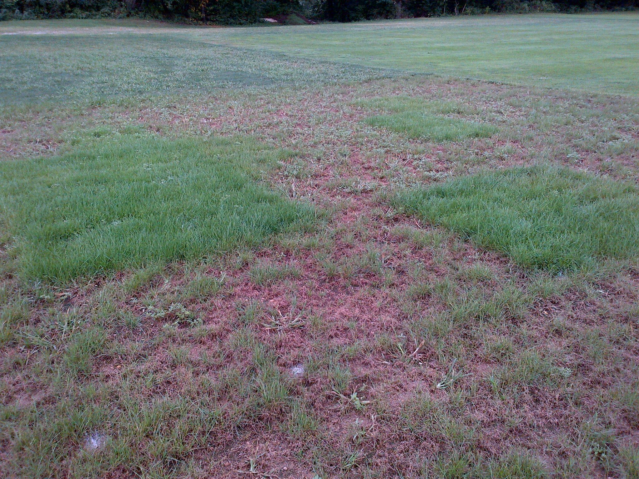 Gray Leaf Spot Disease Center For Turfgrass Science