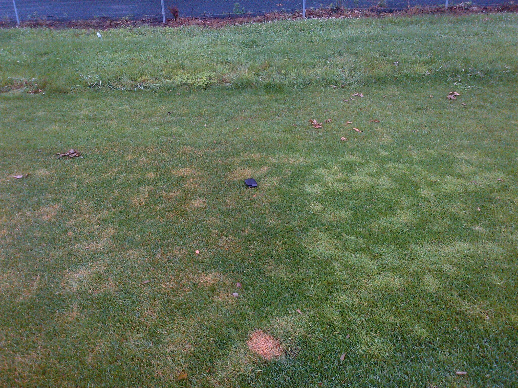 Annual Bluegrass Control in Kentucky Bluegrass – Center for Turfgrass ...