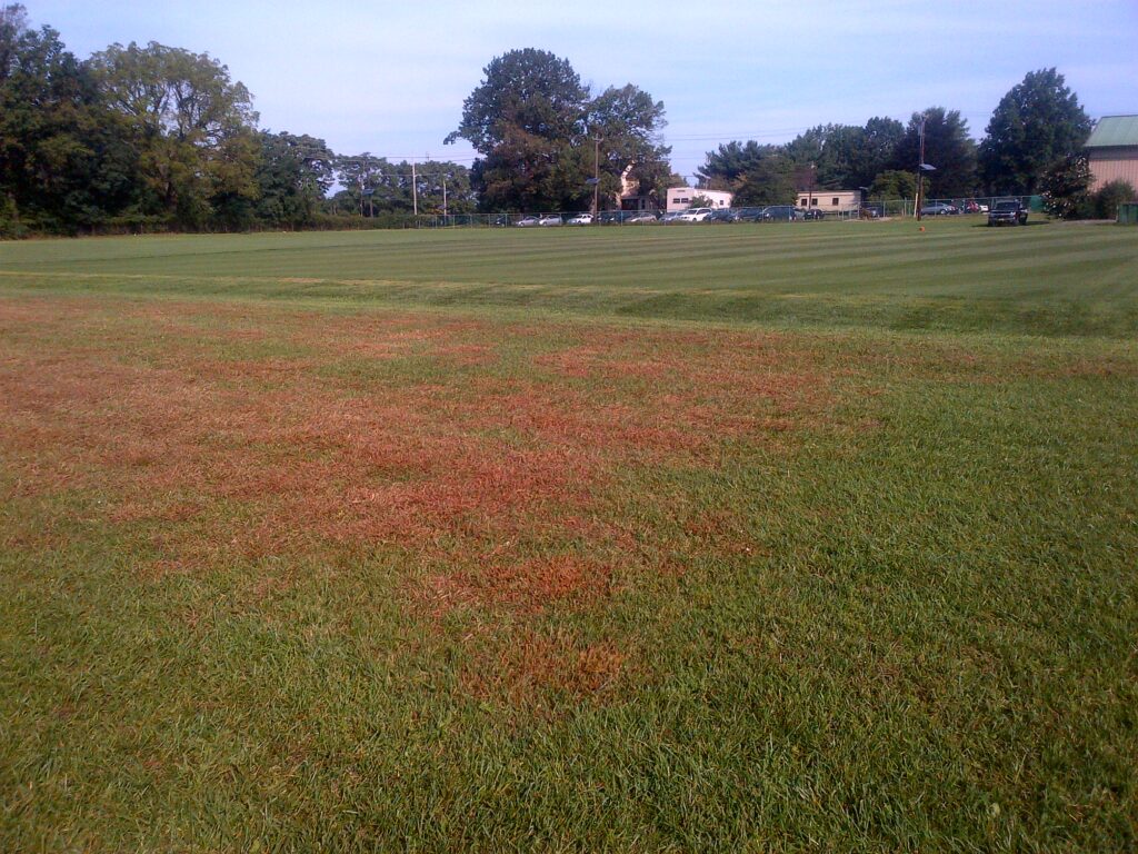 Cleaning-up Severe Crabgrass Infestations – Center for Turfgrass Science