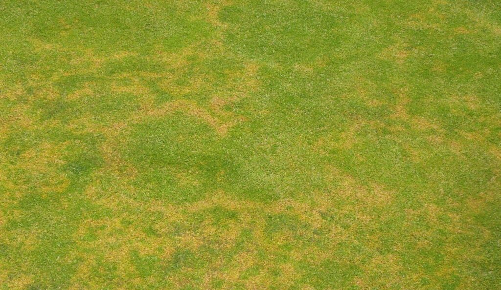 Brown Ring Patch Spotted in New Jersey – Center for Turfgrass Science
