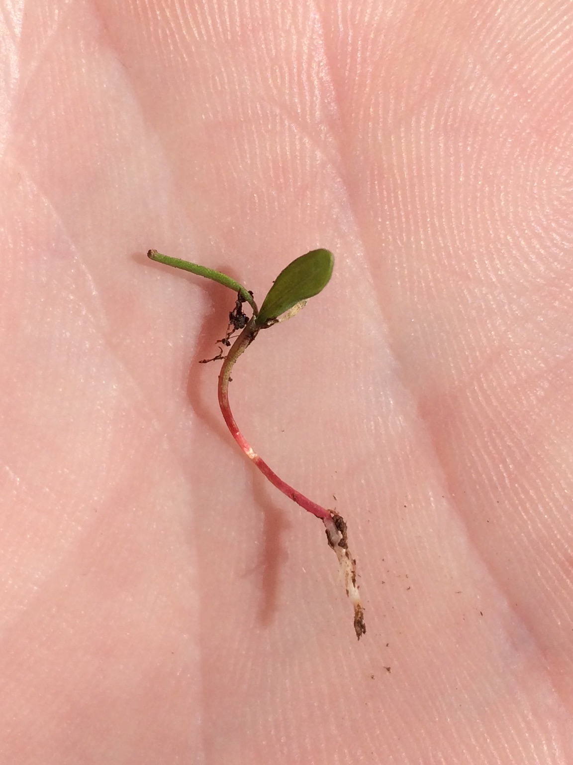 Hurry Up and Wait. Now Go! – Center for Turfgrass Science