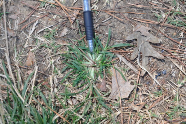 Goosegrass – Center for Turfgrass Science