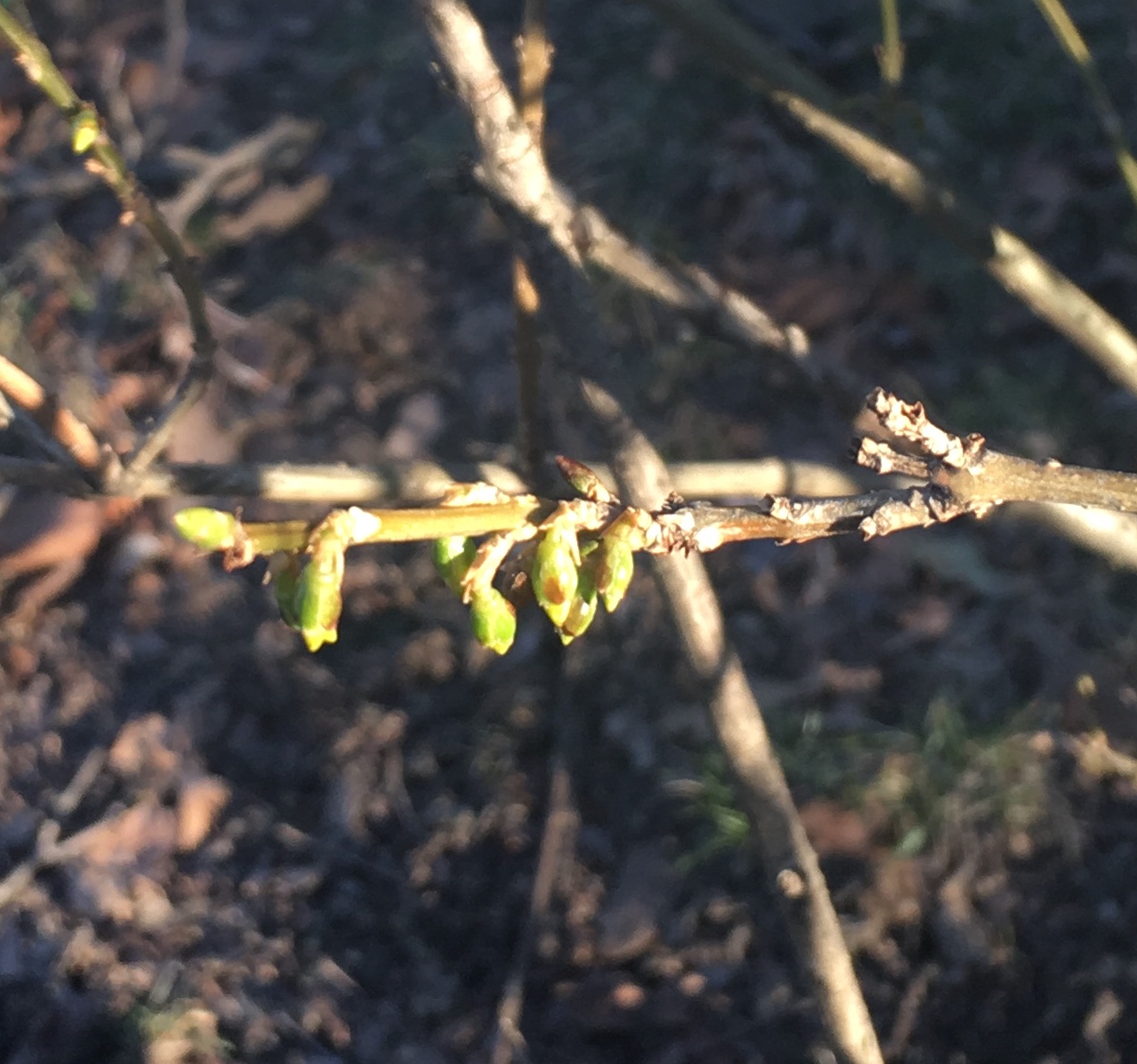Spring Weed Control Update – Center for Turfgrass Science