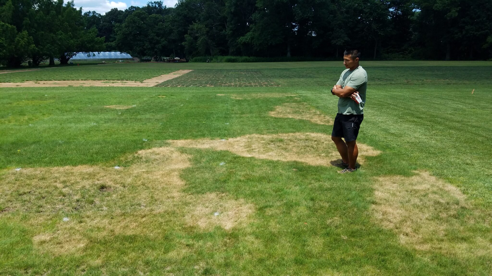 Summer Patch on Hard Fescue – Center for Turfgrass Science