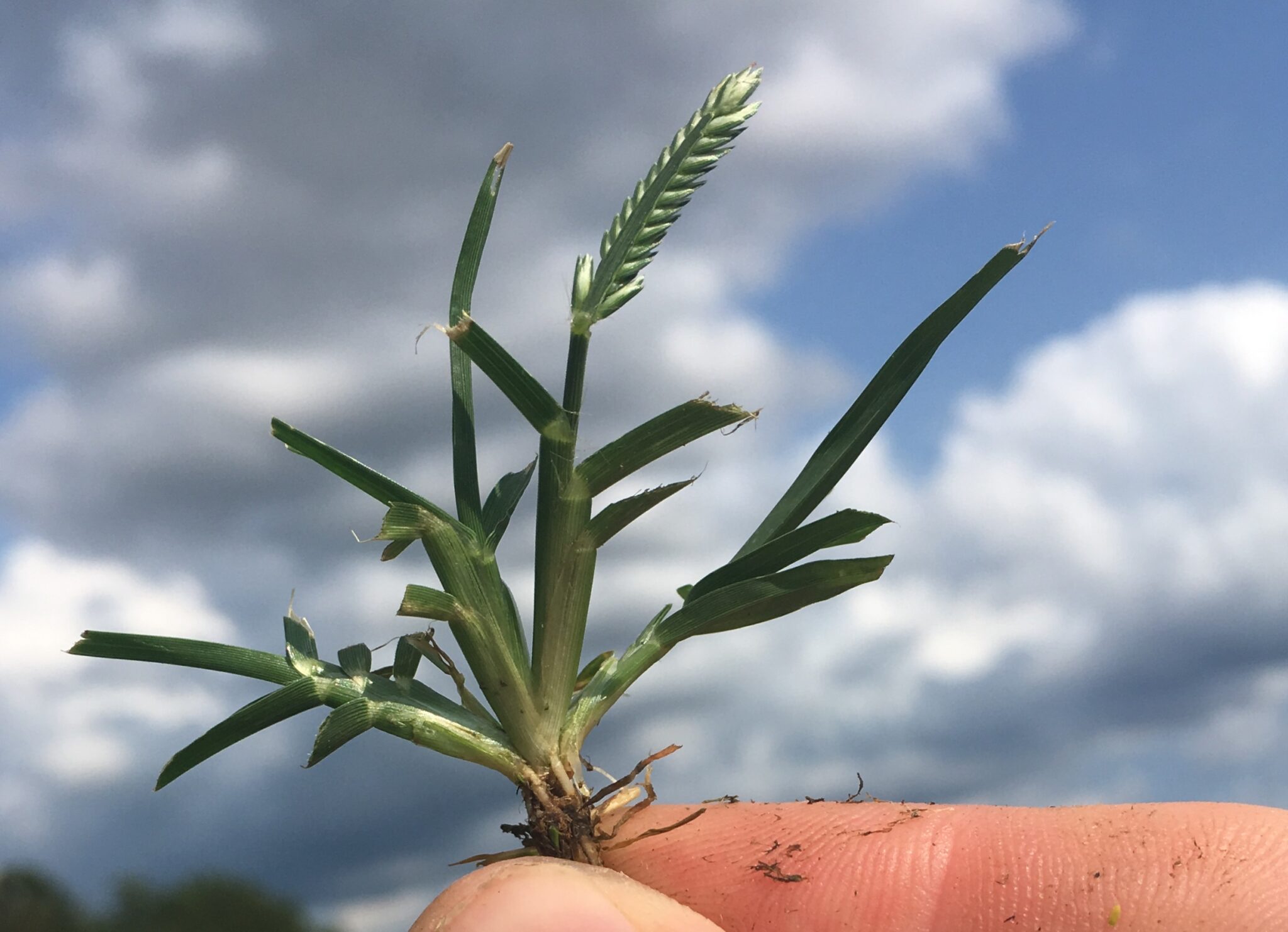 Insane Rain – Center for Turfgrass Science