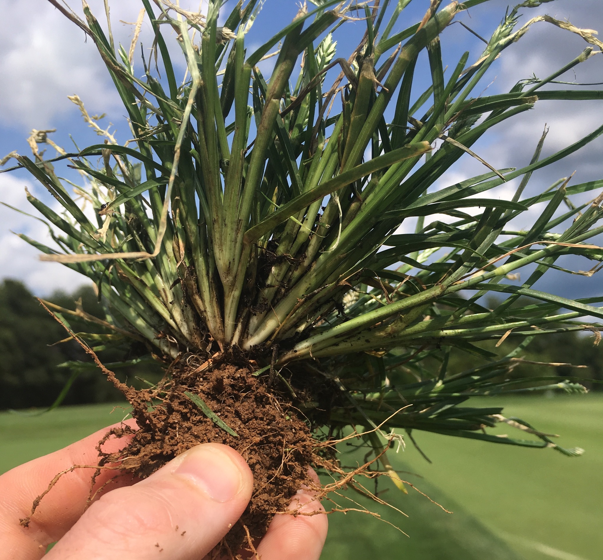 Insane Rain – Center for Turfgrass Science