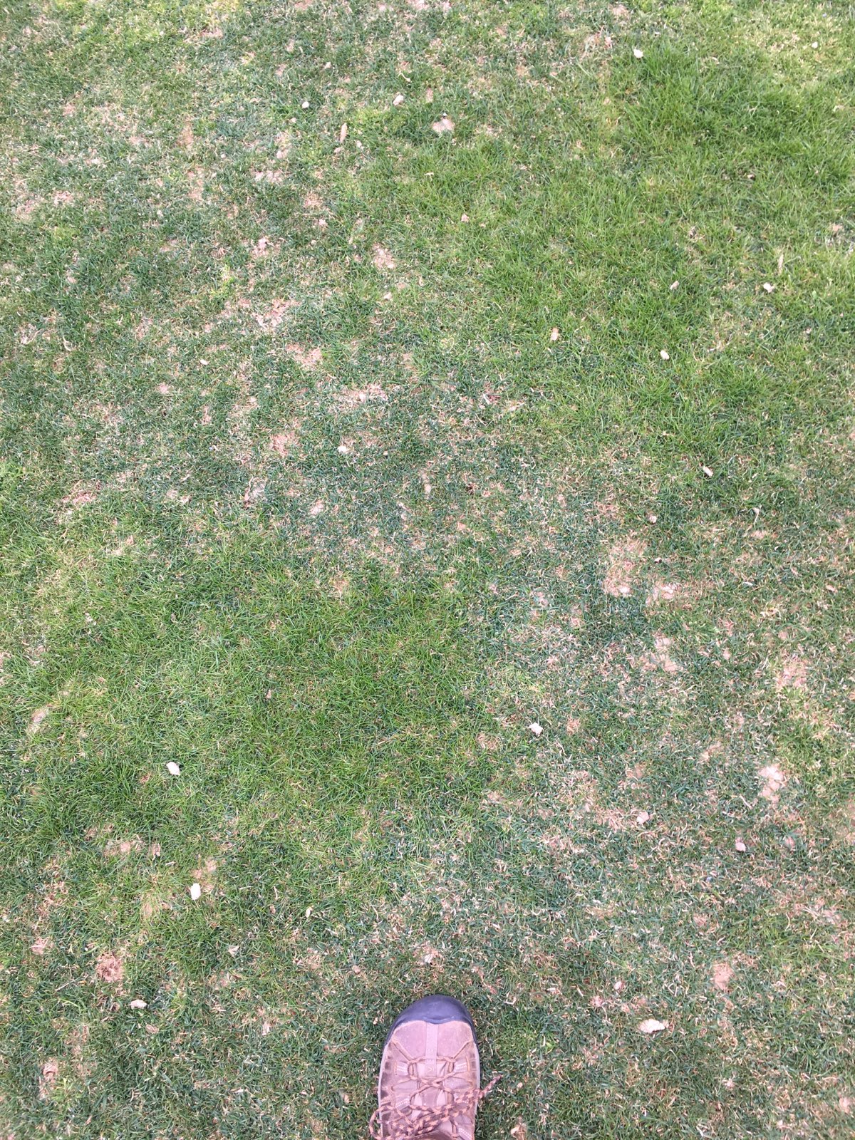 Roughstalk bluegrass – Center for Turfgrass Science