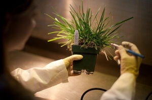 Research – Center for Turfgrass Science