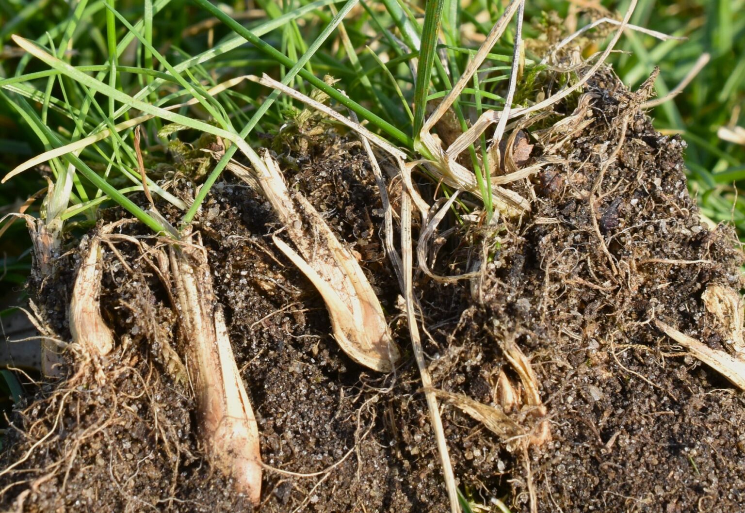 Weeds of Early Spring – Center for Turfgrass Science