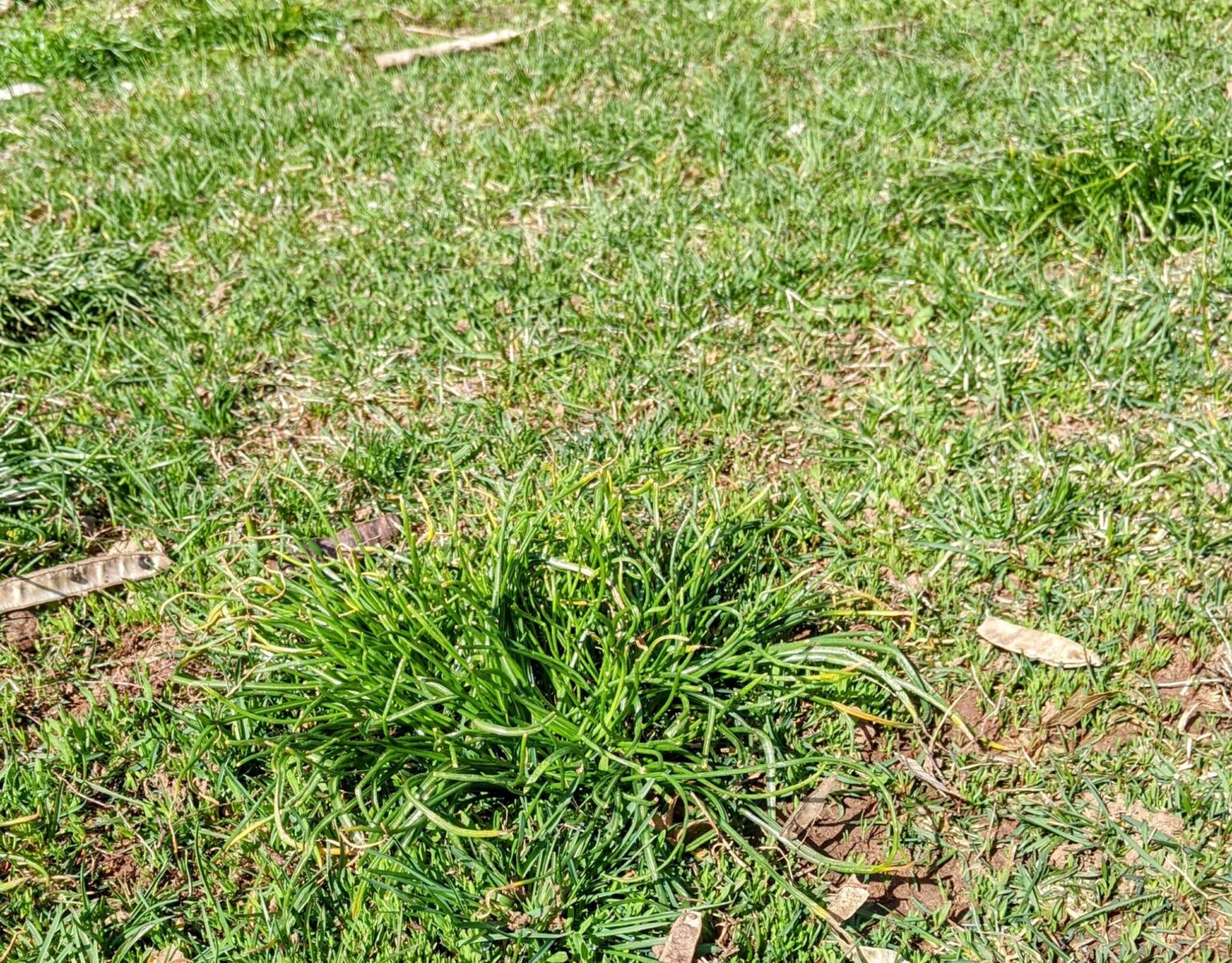 Weeds of Early Spring – Center for Turfgrass Science