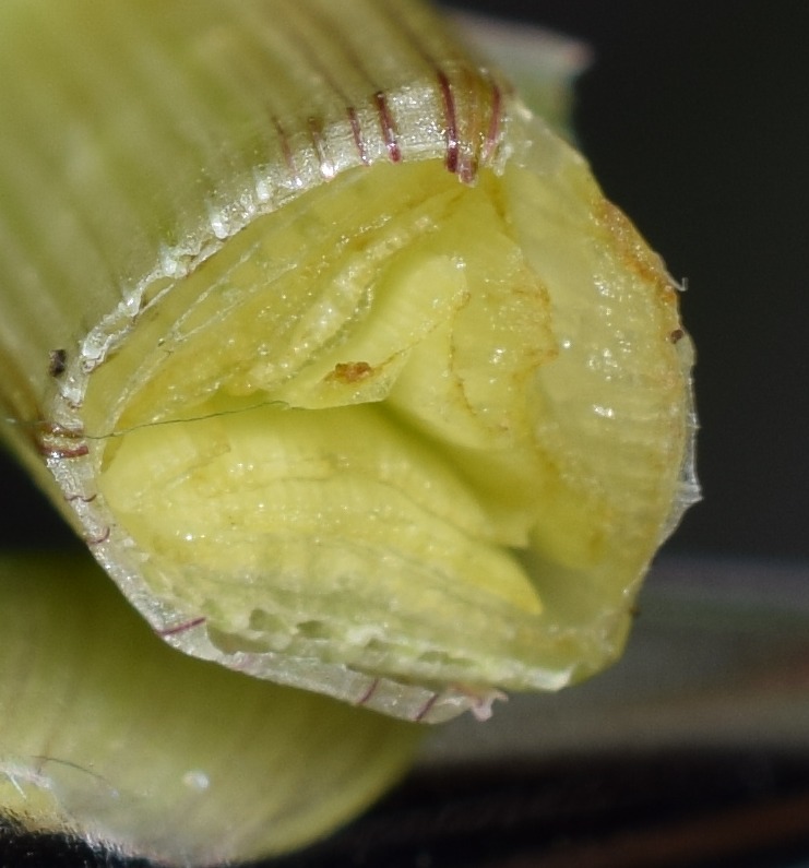 Time to Control Yellow Nutsedge – Center for Turfgrass Science