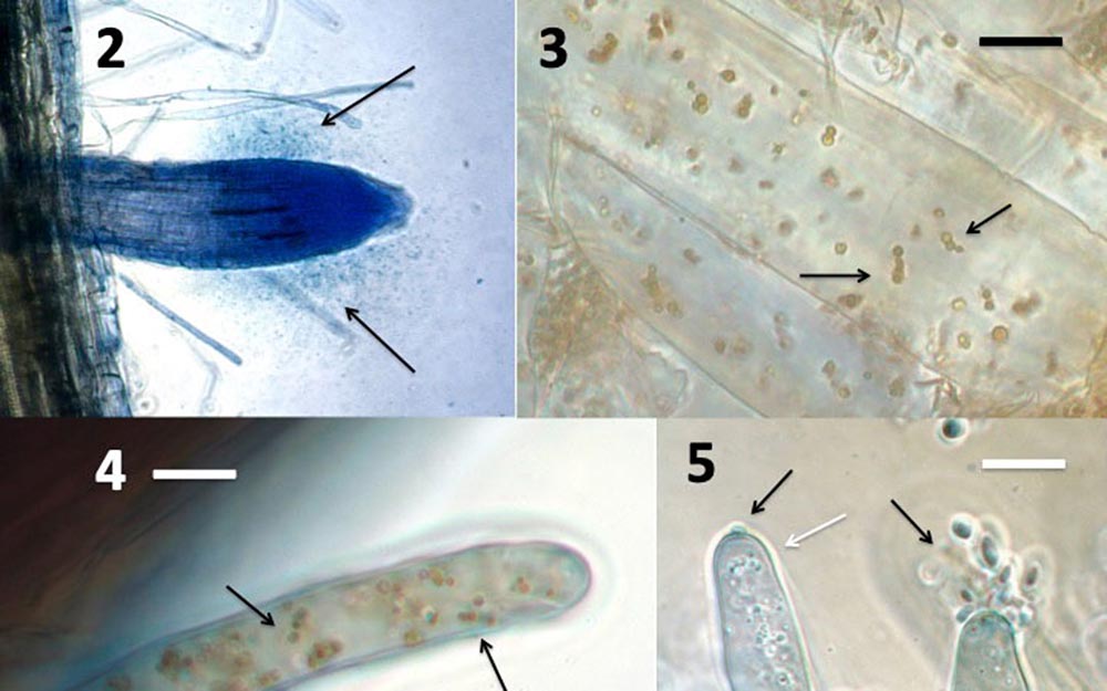 Center for Turfgrass Science