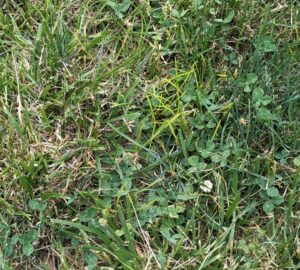 Time to Control Yellow Nutsedge – Center for Turfgrass Science
