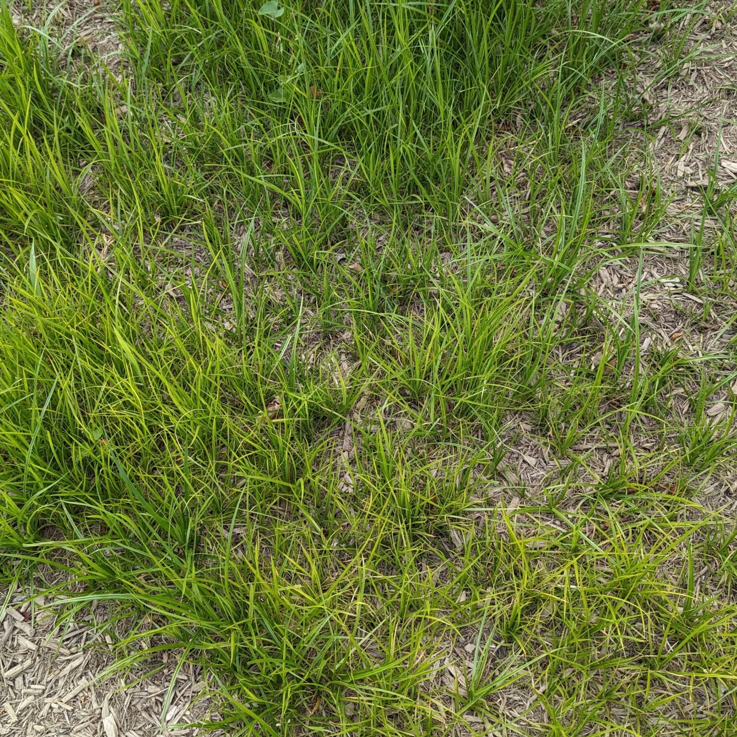 Time to Control Yellow Nutsedge – Center for Turfgrass Science