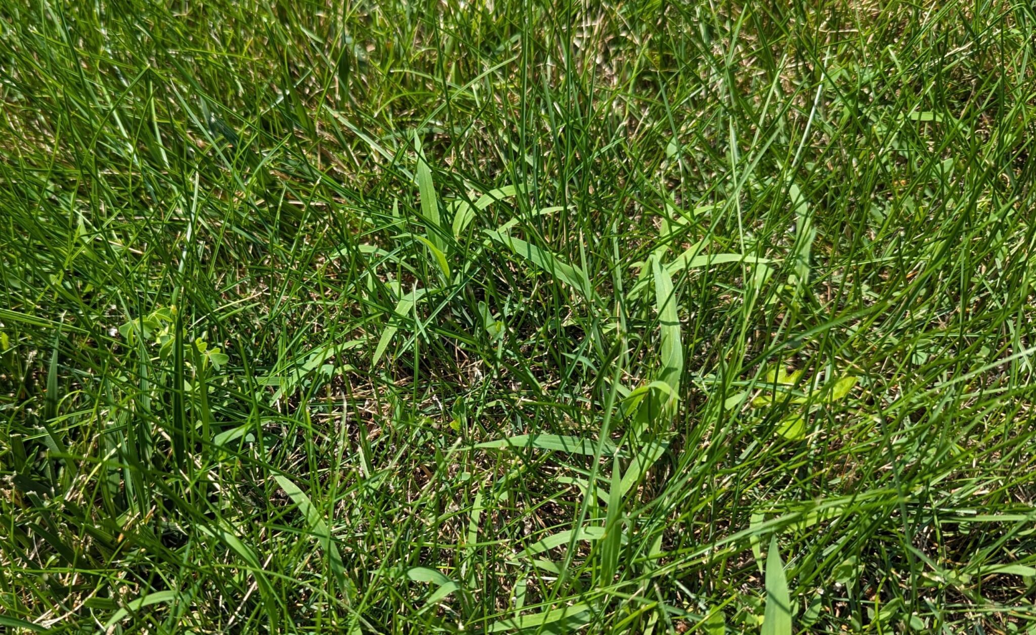 Summer Weeds – Center for Turfgrass Science