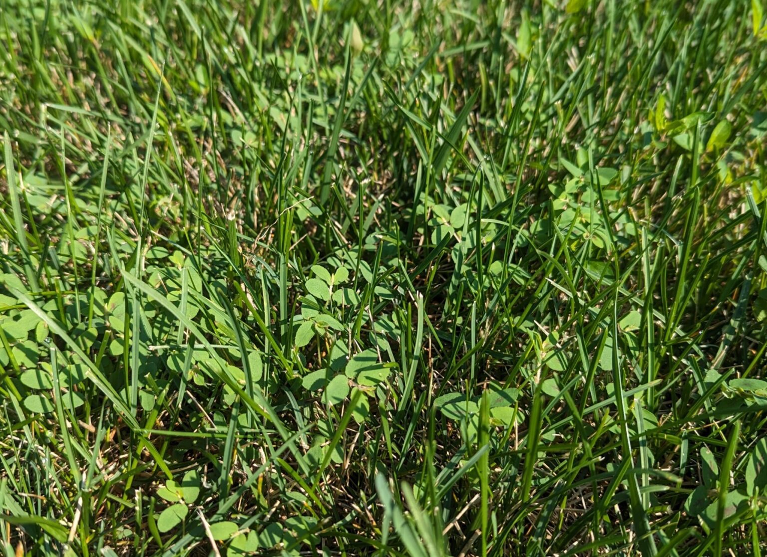 Summer Weeds – Center for Turfgrass Science