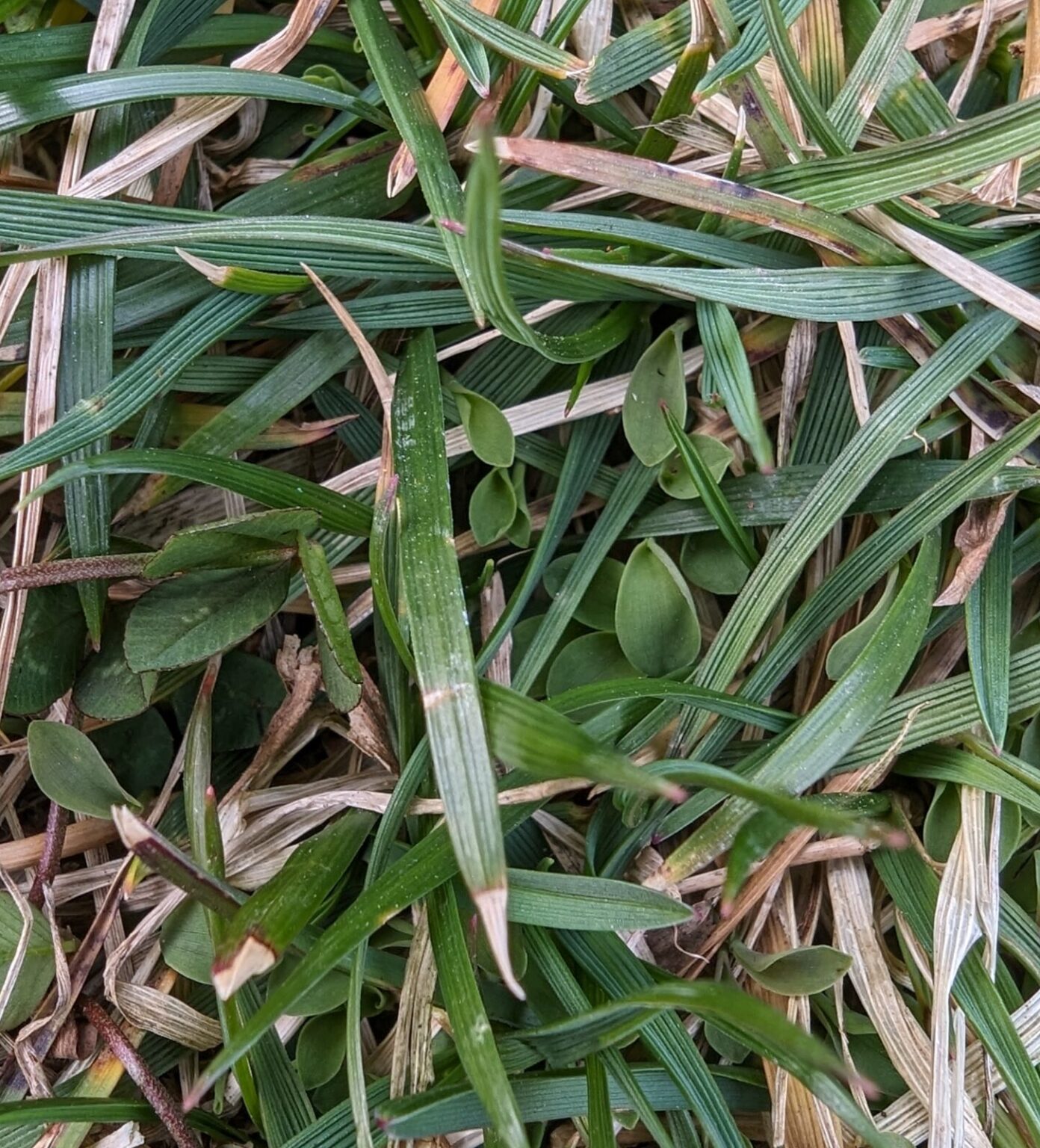 What Does the Fling with Spring Mean for Weed Emergence? – Center for Turfgrass Science