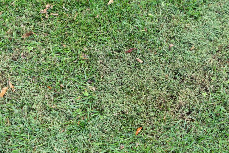 Fall Brings Opportunities for Perennial Weed Control – Center for Turfgrass Science