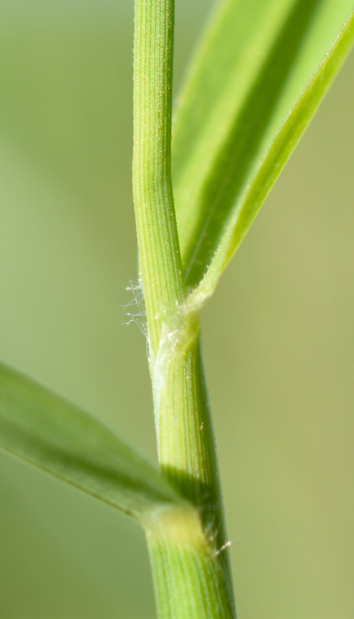 Fall Brings Opportunities for Perennial Weed Control – Center for Turfgrass Science